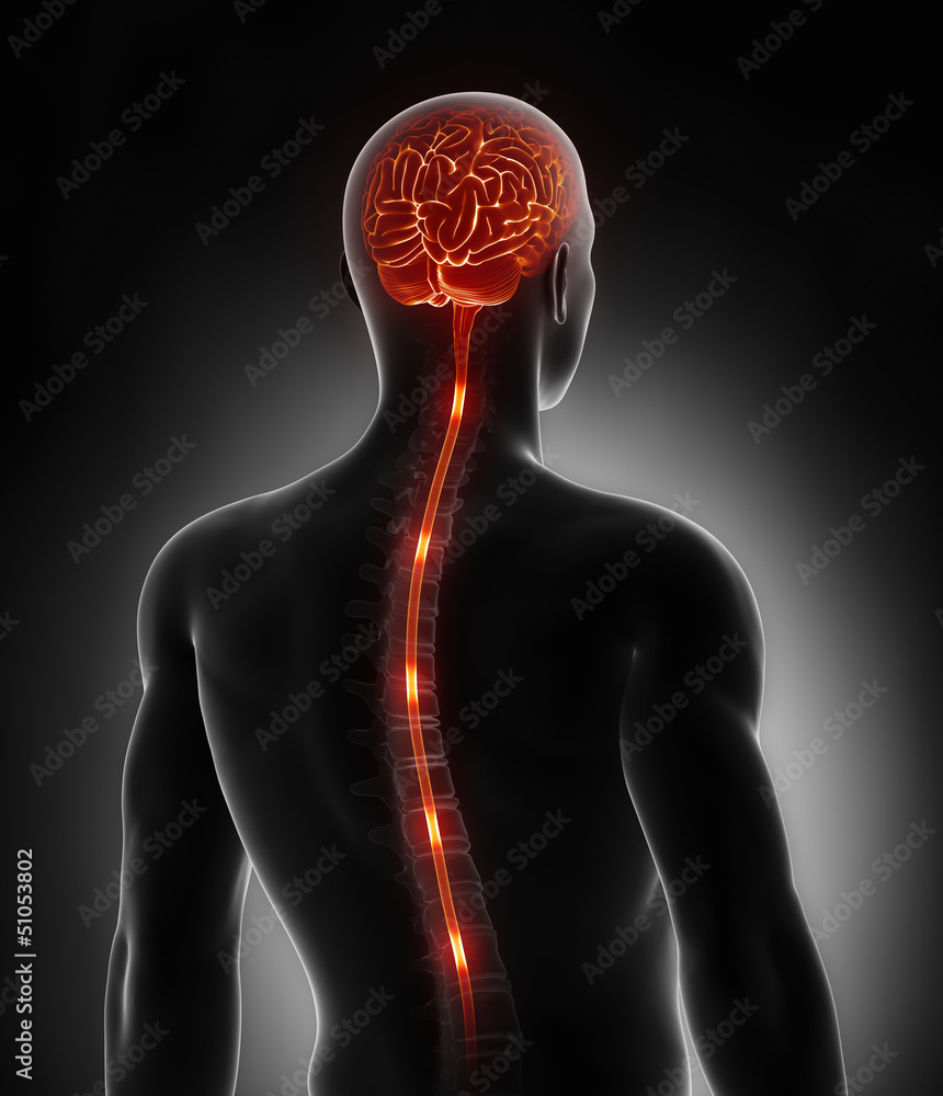 Spinal cord nerve energy impulses into brain Stock Illustration | Adobe ...