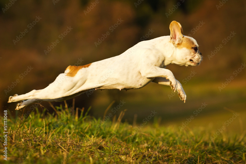 Französische Bulldogge im Flug Stock-Foto | Adobe Stock