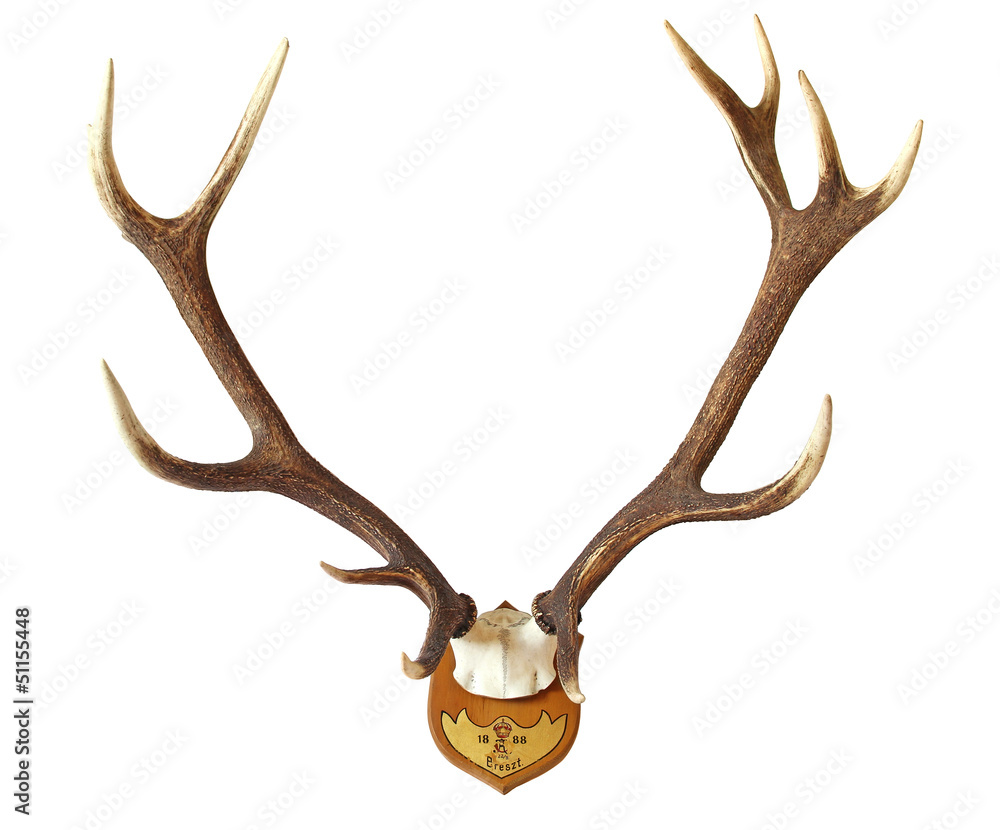 Poster antlers of a huge stag, hunted in 1888 – Wall Art | UkPosters