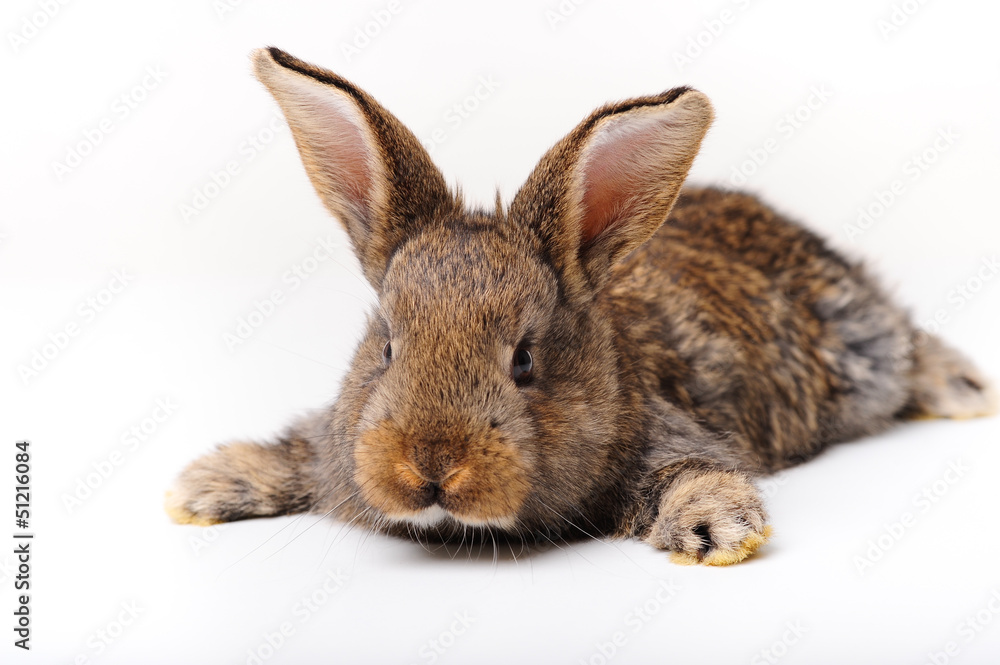 brauner hase liegend Foto Stok | Adobe Stock