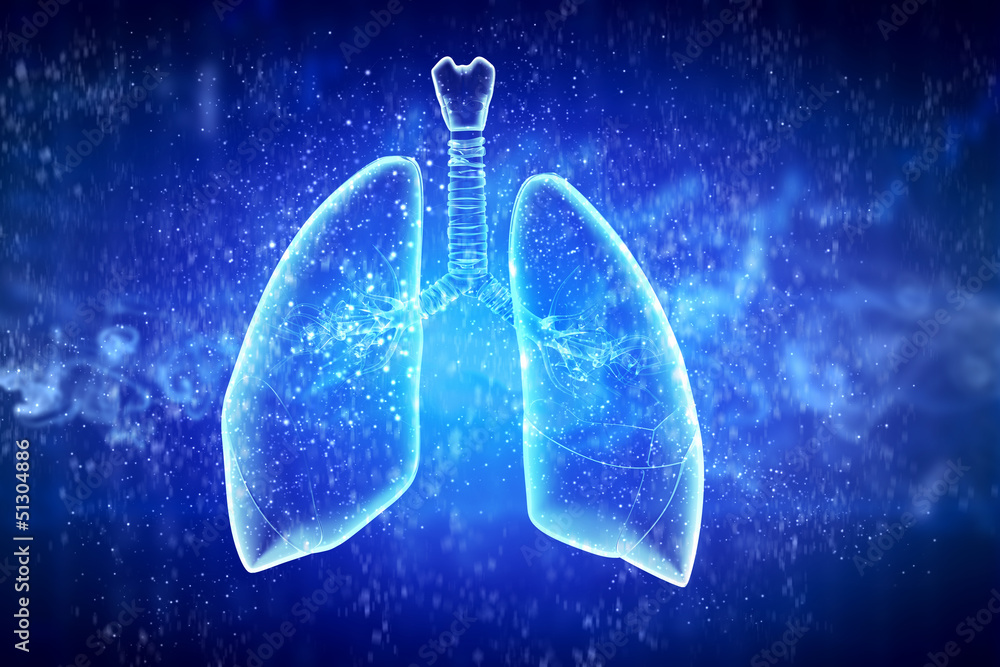 Schematic illustration of human lungs Stock Illustration | Adobe Stock