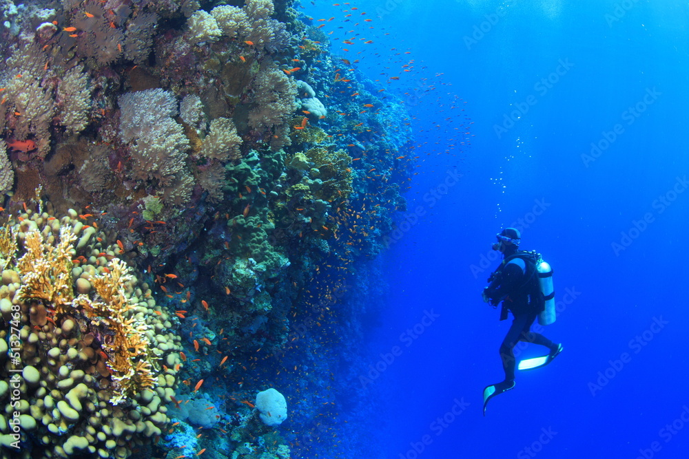 Marine Life in the Red Sea Stock Photo | Adobe Stock