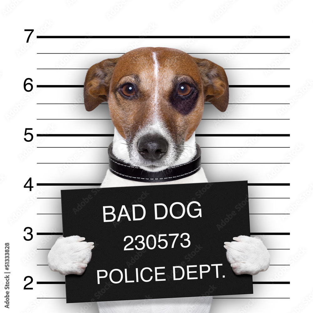 mugshot dog Stock Photo | Adobe Stock