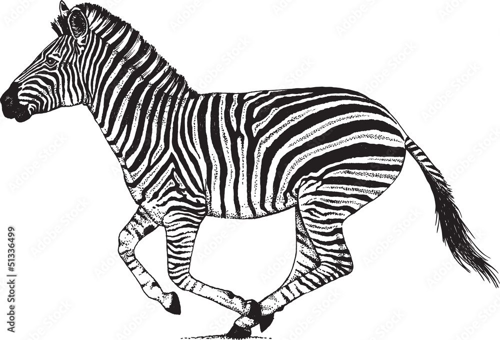 Black and white vector drawing of a Zebra running Stock Vector | Adobe ...
