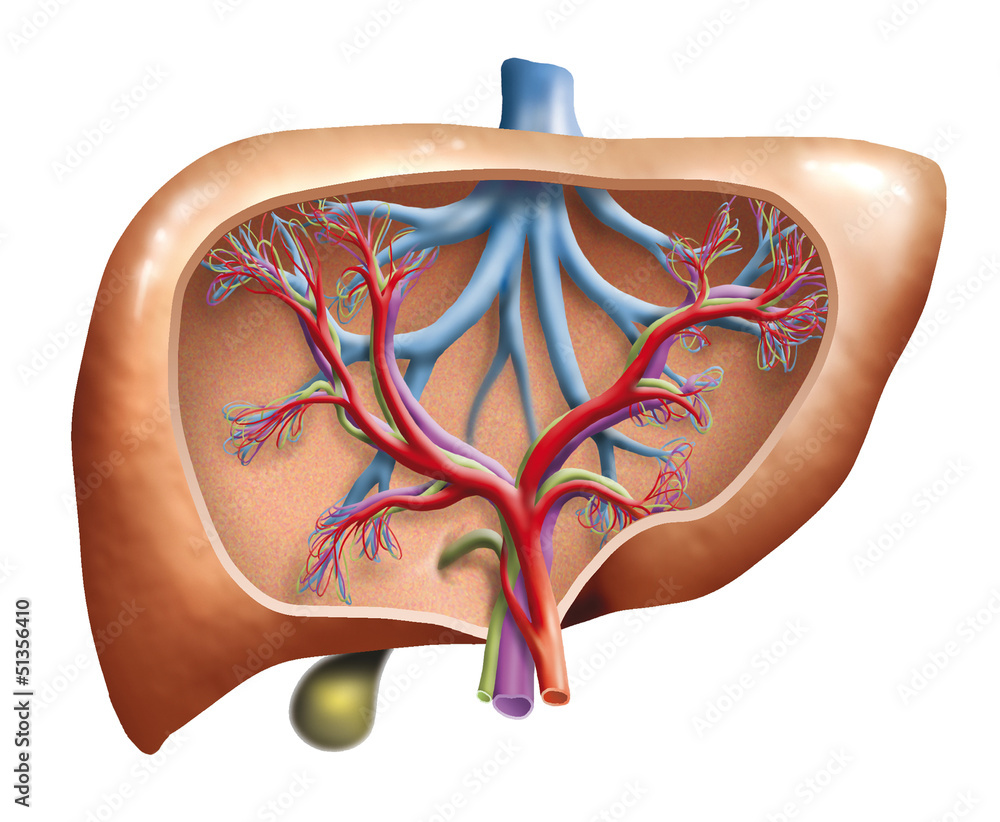 Human Liver (Leber Mensch) Stock Illustration | Adobe Stock