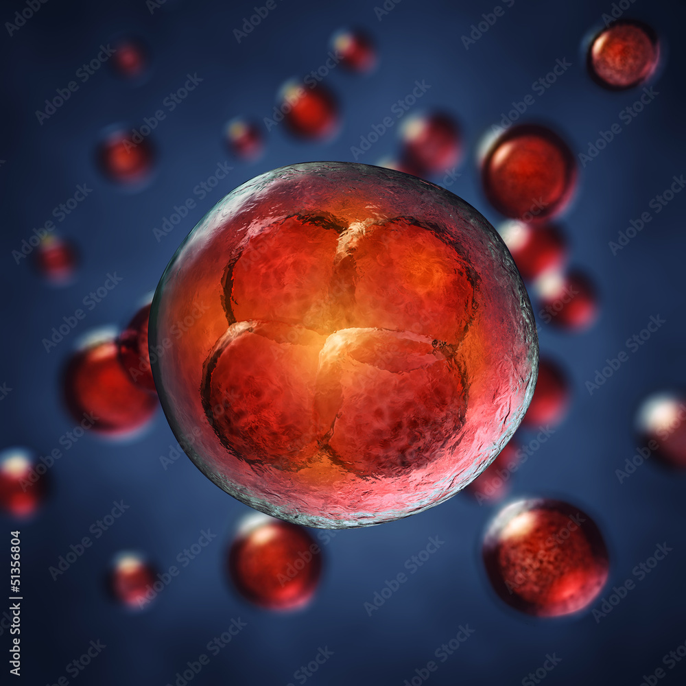 Four-cell embryo , Embryogenesis Stock Illustration | Adobe Stock