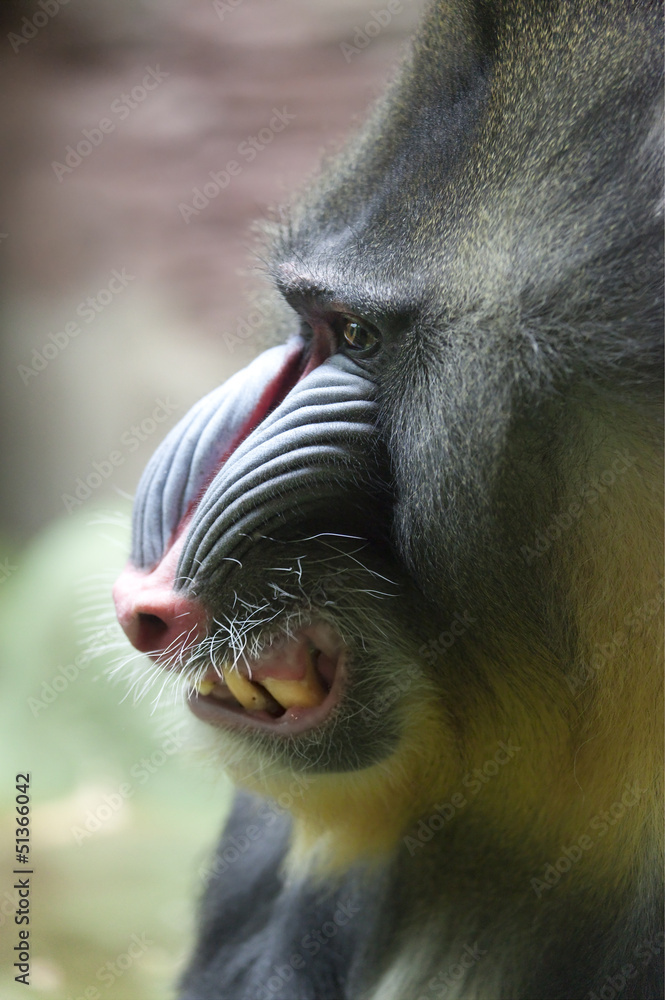 Mandrills Teeth