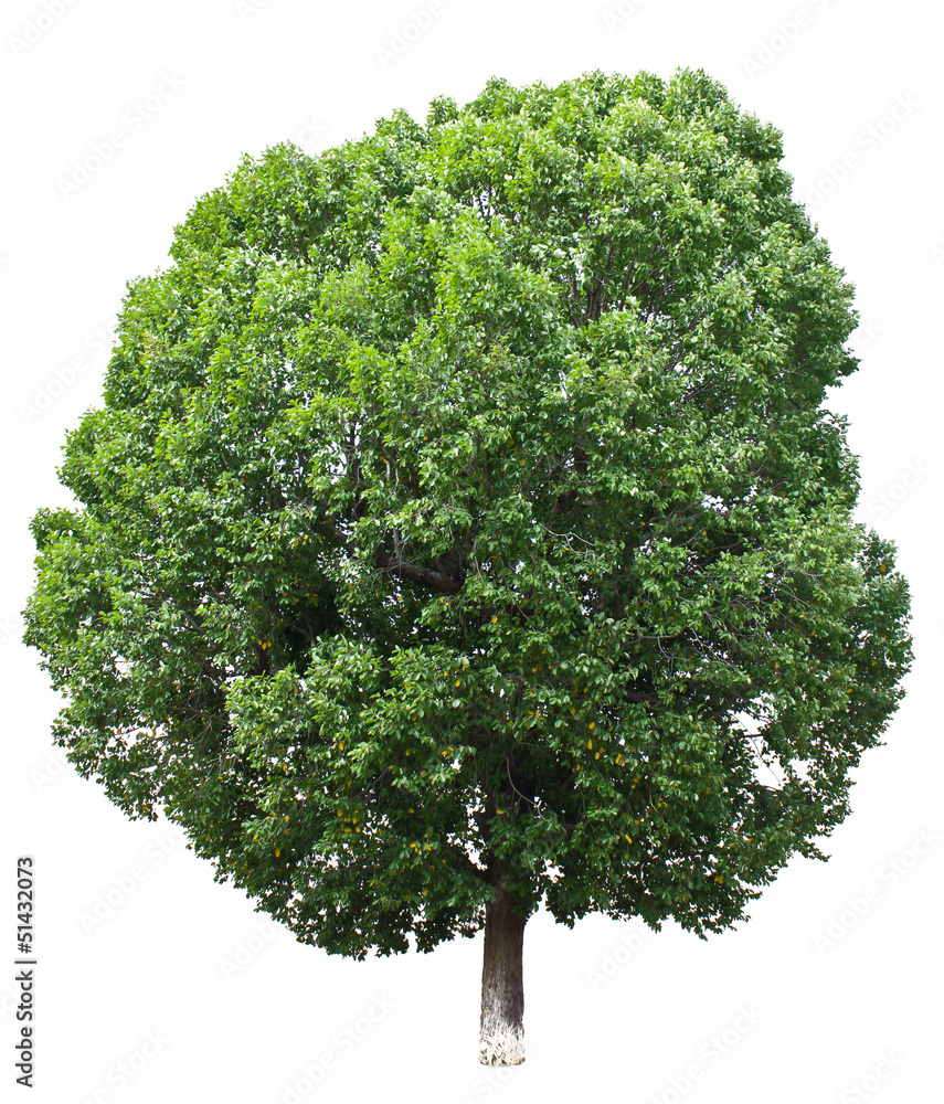 Perfect tree isolated on white background. Stock Photo | Adobe Stock