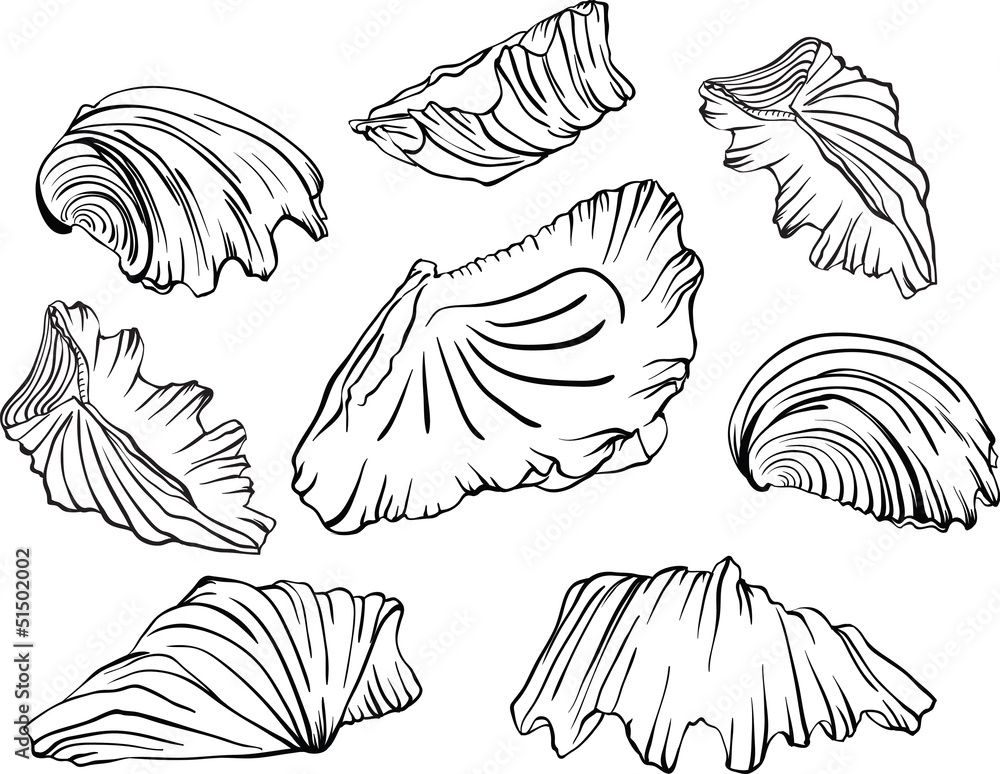 sea shells outline white silhouettes Stock Vector | Adobe Stock