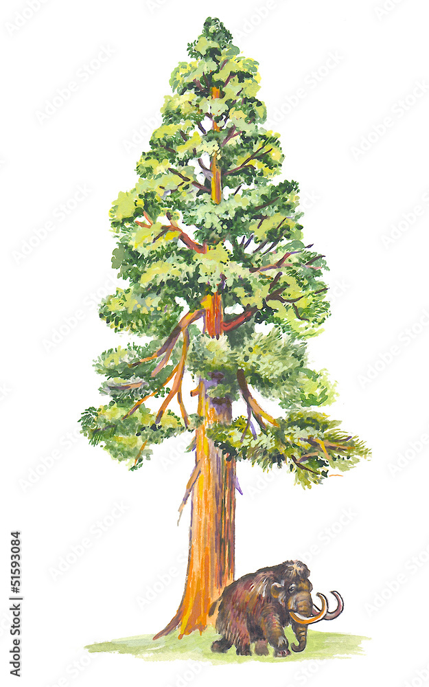 Sequoiadendron (Mammoth tree) the largest tree in the world. Stock ...