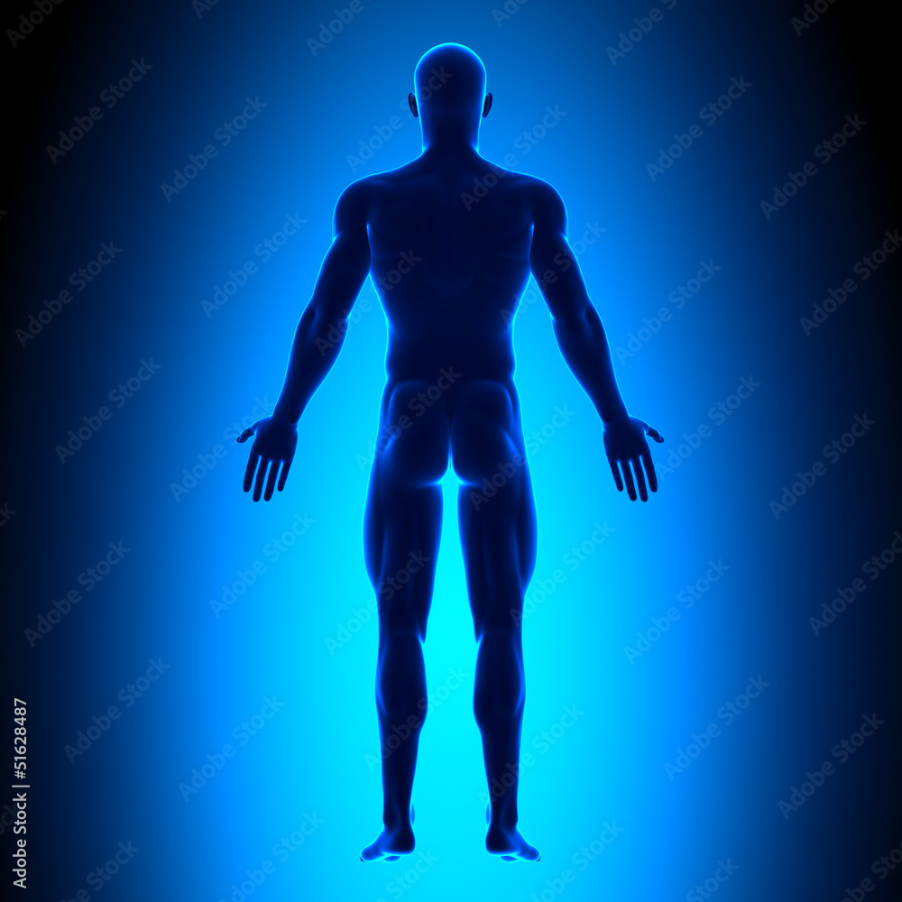Full Body - Back View - Blue concept Stock Illustration | Adobe Stock