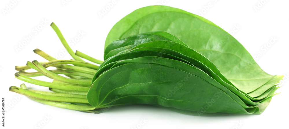Popular edible betel leaf of Indian subcontinent Stock Photo | Adobe Stock