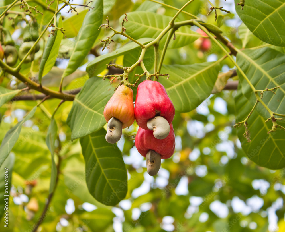 Cashew nuts growing on a tree This extraordinary nut grows outsi Stock ...