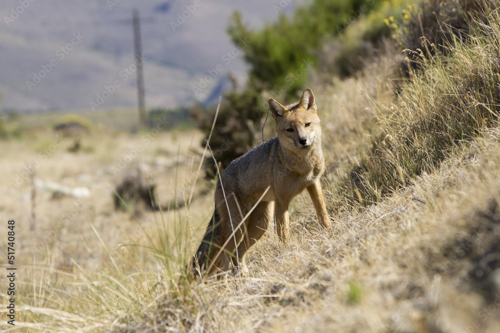 Zorro colorado en el prado, espeta patagonia. Stock Photo | Adobe Stock
