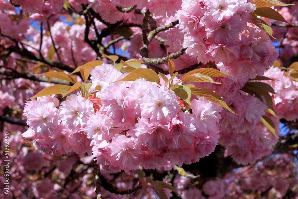 Arbre à fleurs roses Stock Photo | Adobe Stock