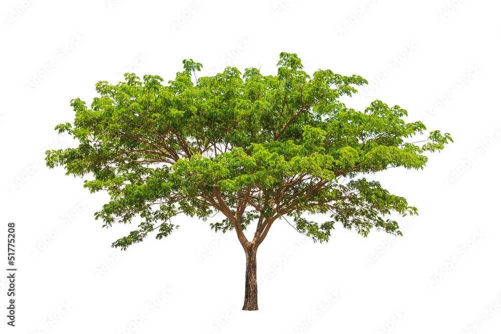 Rain tree (Samanea saman), tropical tree in the northeast of Tha Stock ...