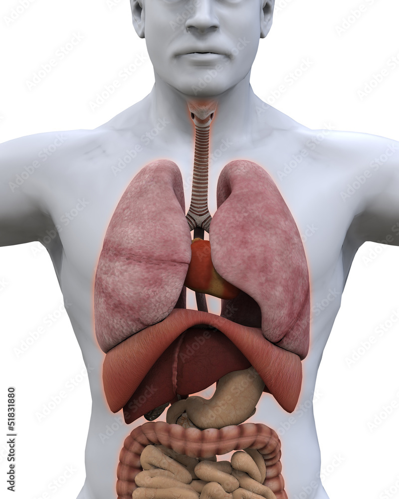 Anterior View of Human Body Stock Illustration | Adobe Stock