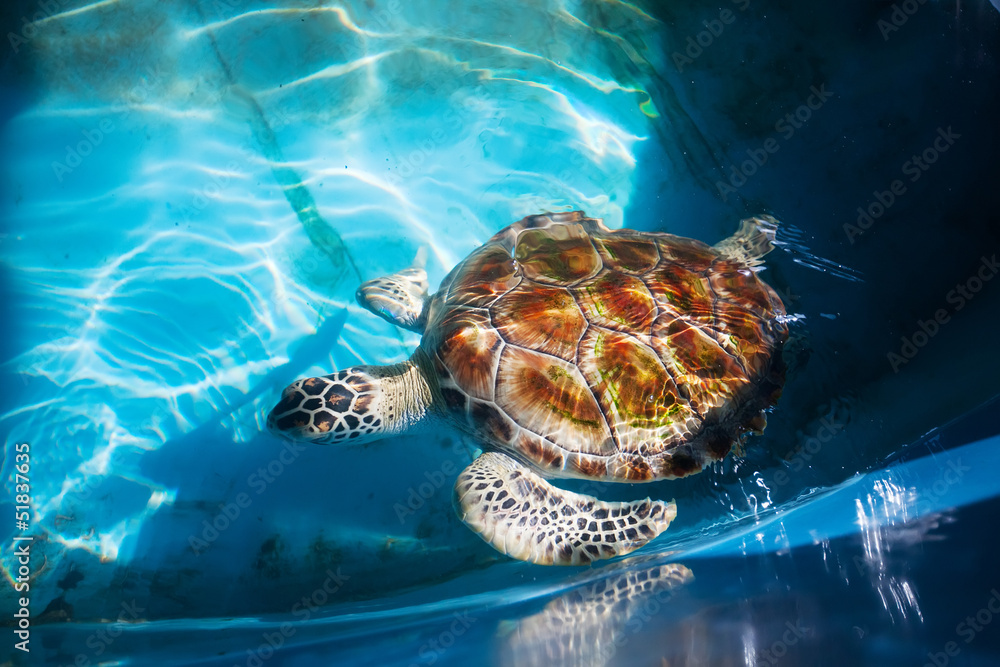 Adult turtle swim in pool of Sea Turtles Conservation Research P Stock ...