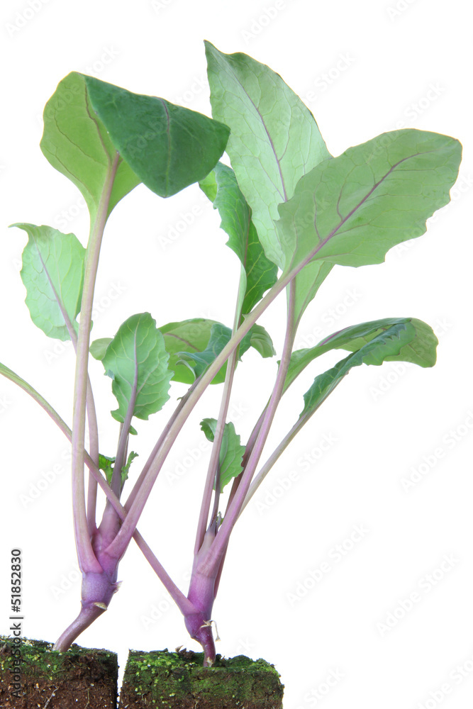 Kohlrabi Setzlinge Kaufen