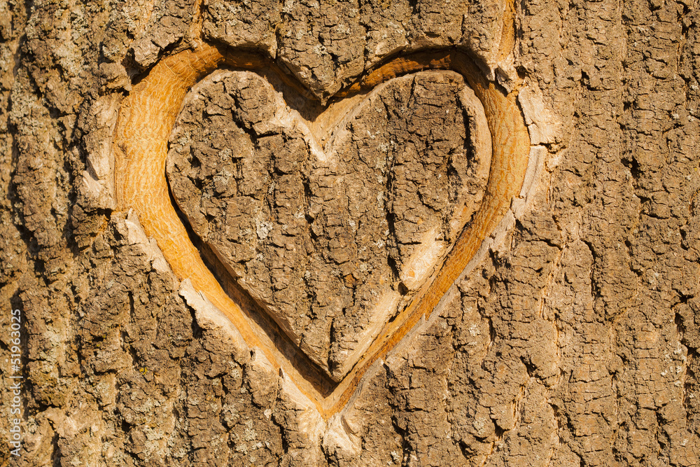 Heart In Tree Bark