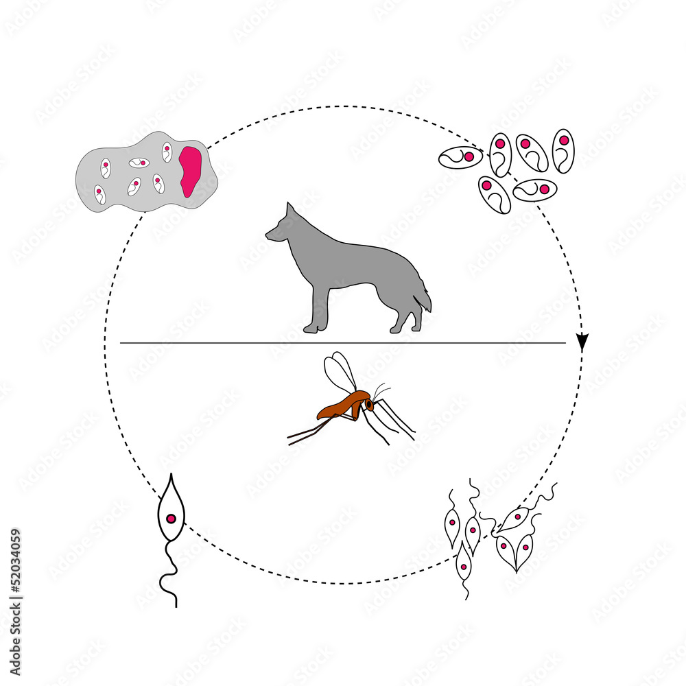 Leishmania life cycle Stock Vector | Adobe Stock