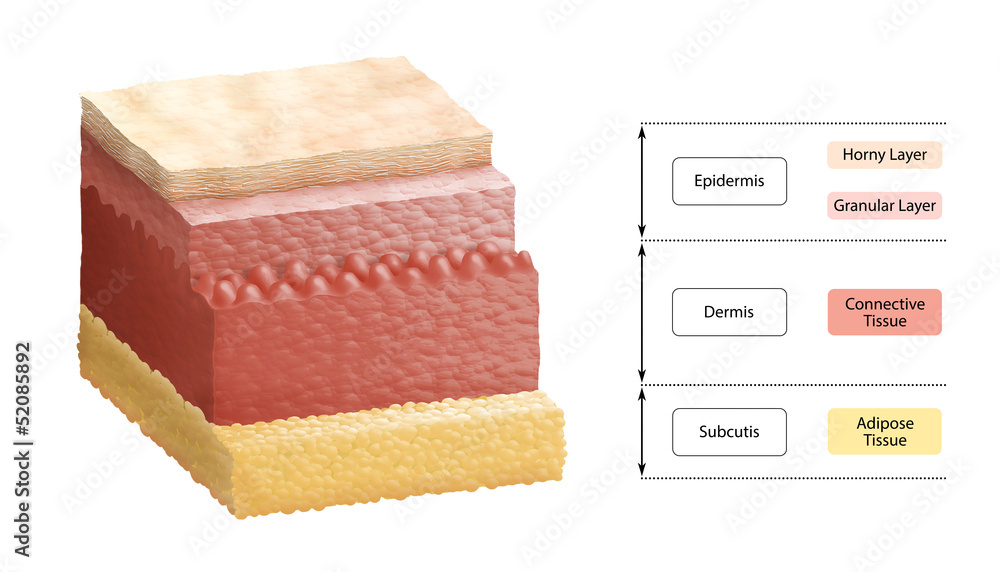 Poster Layers of Human Skin - Cross Section – Wall Art | UkPosters