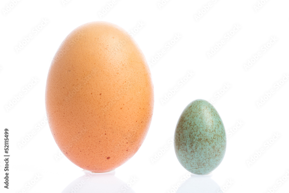 Amselei im Vergleich zum Hühnerei Stock-Foto | Adobe Stock