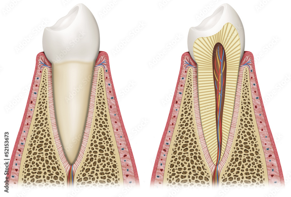 Ilustracion esquematica del diente ilustración de Stock | Adobe Stock