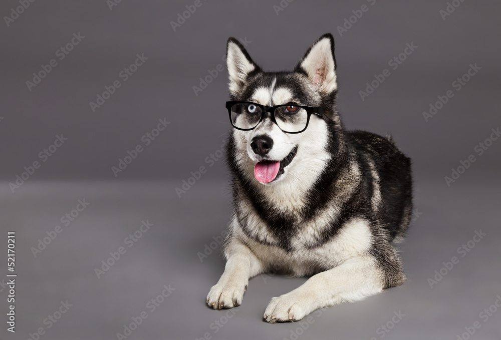 Siberian Husky Studio Portrait with Hipster Glasses Stock Photo | Adobe ...