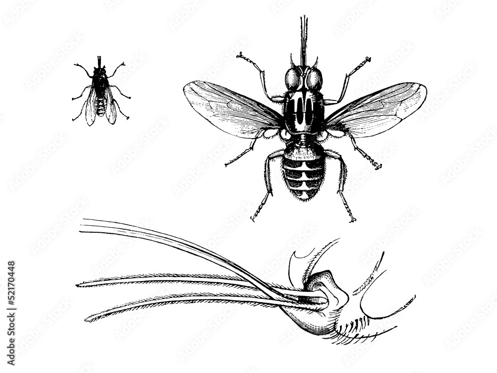 Fly : Tsetse - Mouche Tsé-Tsé Stock Illustration | Adobe Stock