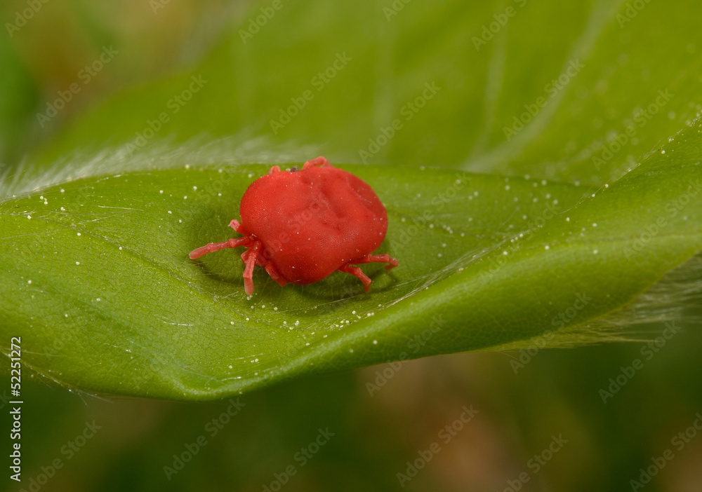 rote Samtmilbe Stock-Foto | Adobe Stock