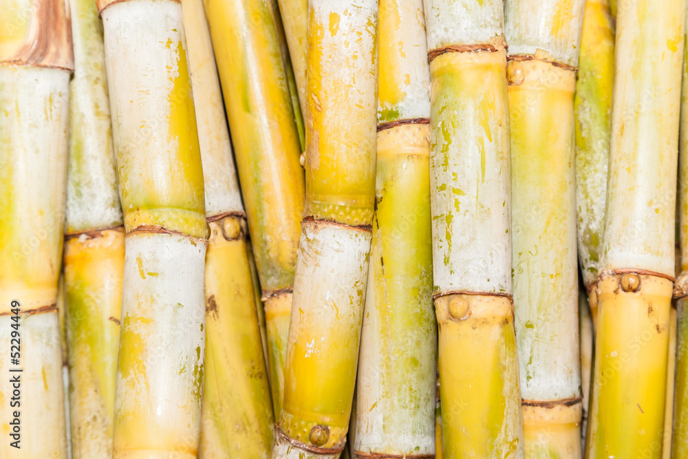 bundles of harvested sugar cane stalks for background use Stock Photo ...