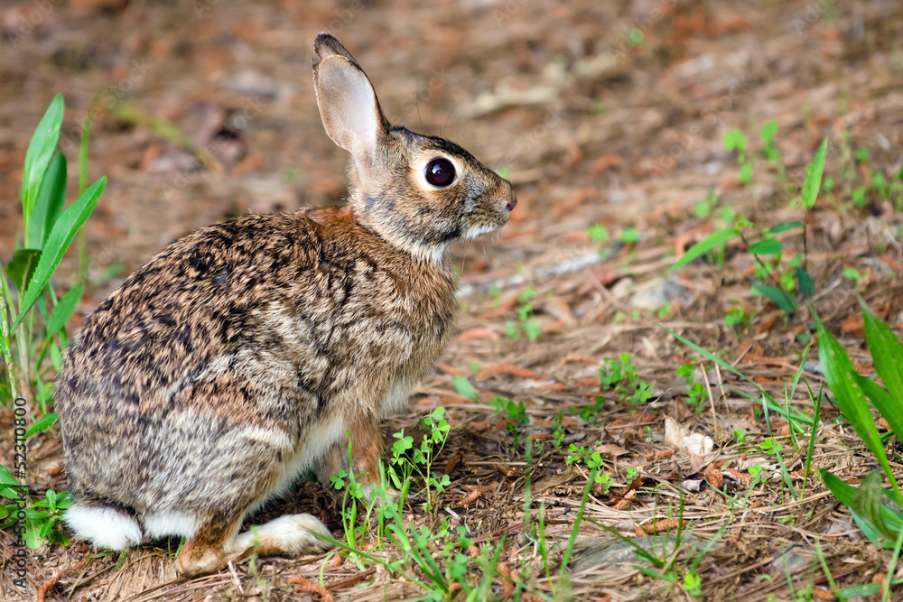 Sylvilagus Floridanus
