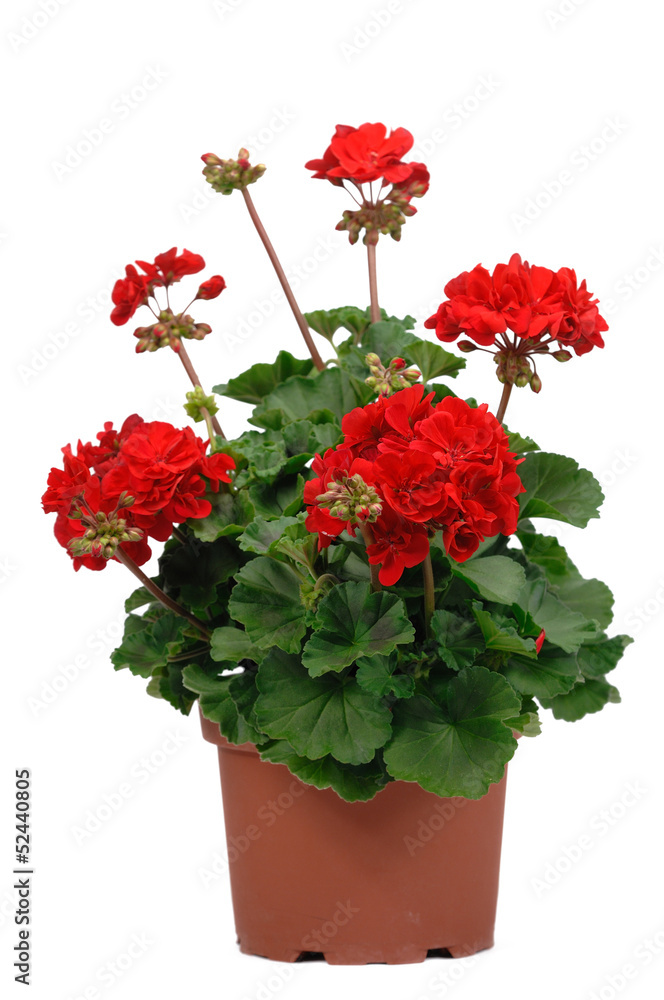 geranium rouge Photos | Adobe Stock