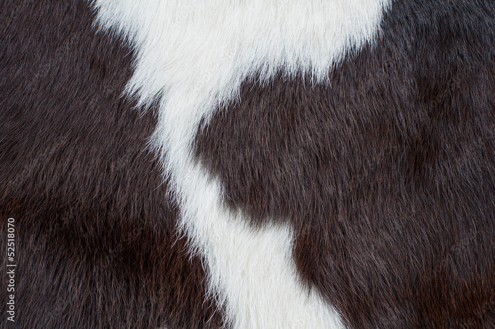 cow skin Stock Photo | Adobe Stock