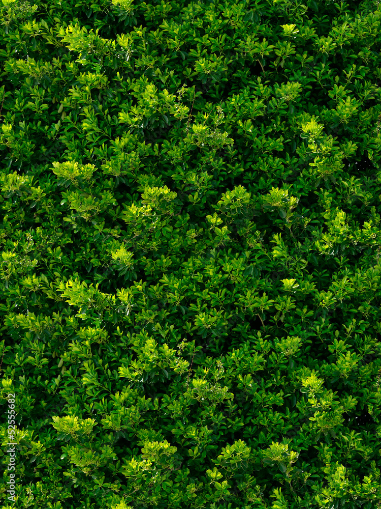 seamless texture of green leaves Stock Photo | Adobe Stock seamless texture of green leaves Stock Photo | Adobe Stock