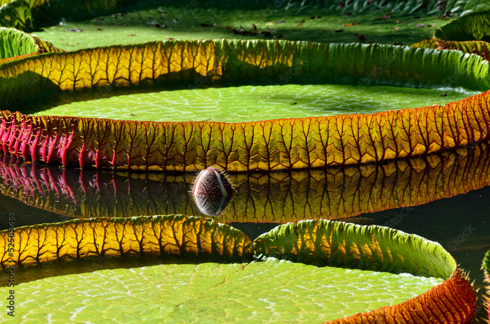 Victoria amazonica Stock Photo | Adobe Stock
