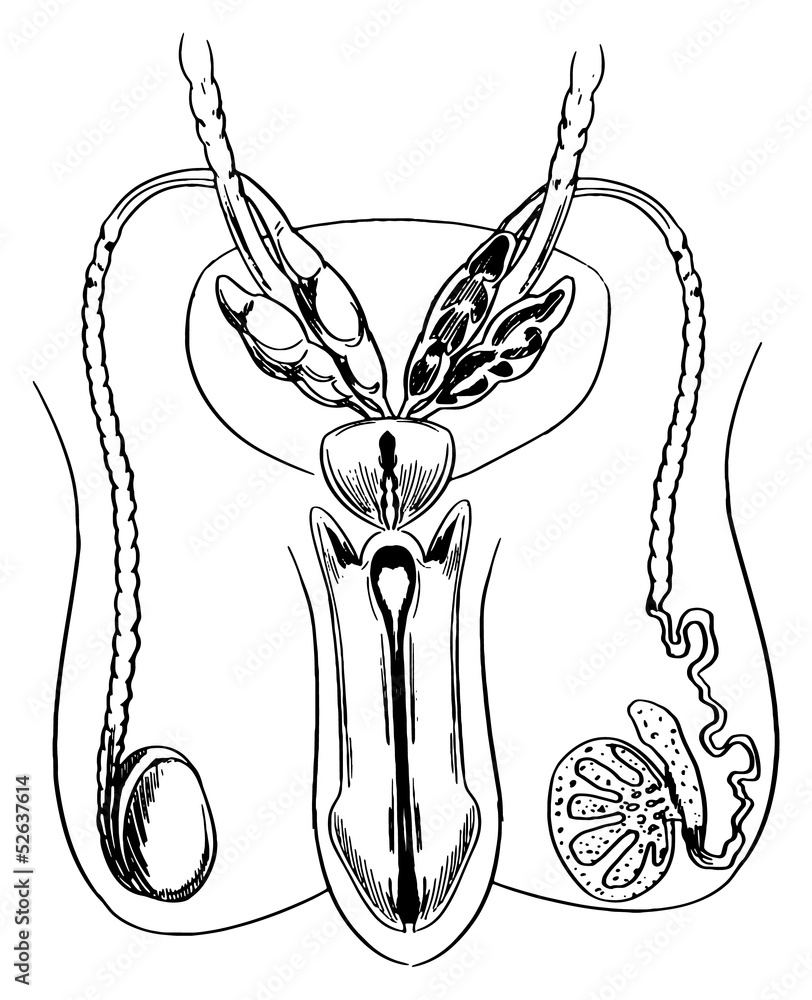 Male Reproductive System Stock Vector Adobe Stock