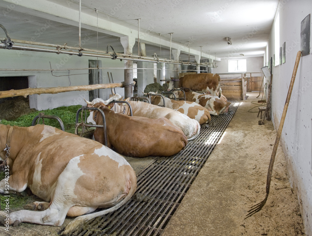 inside of a cow barn Stock Photo | Adobe Stock