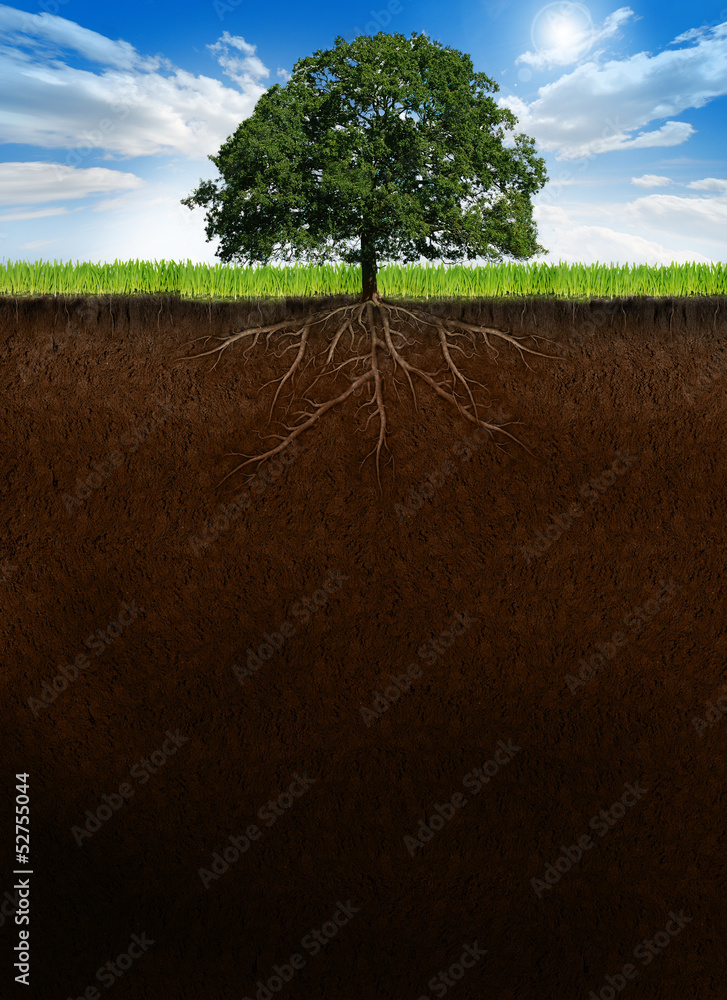 Tree with roots on cross-section ground Stock Illustration | Adobe Stock