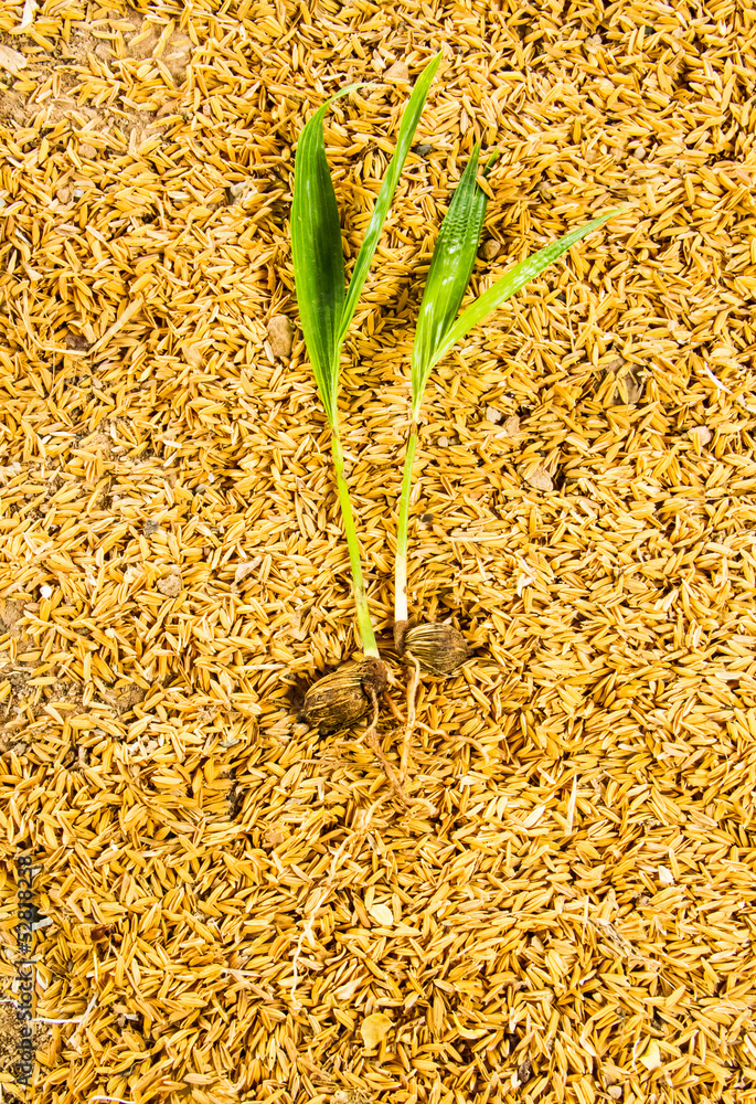 Young plam trees on the paddy Stock Photo | Adobe Stock