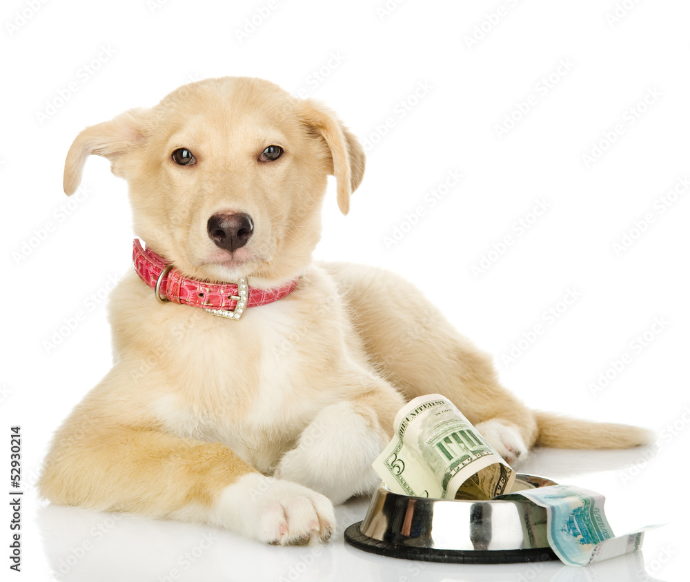 Begging dog. isolated on white background Stock Photo | Adobe Stock