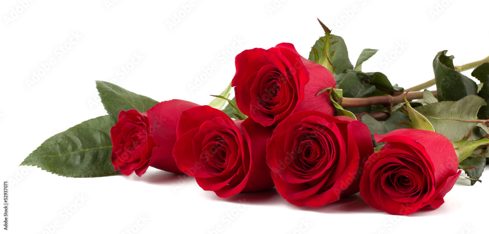 Beautiful red roses isolated on white background Stock Photo | Adobe Stock