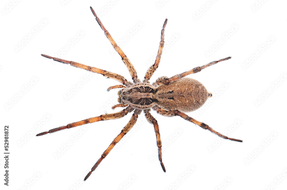 Spider Stock Photo | Adobe Stock
