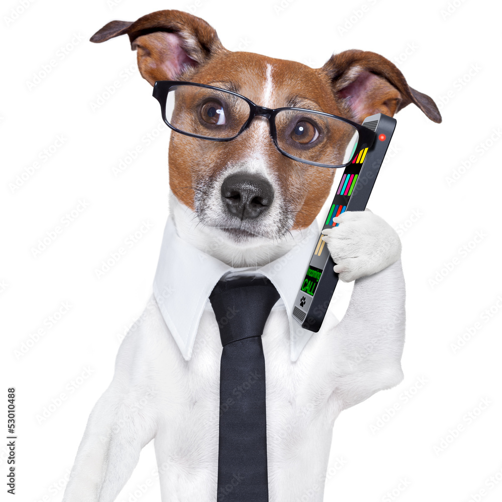 business dog Stock Photo | Adobe Stock