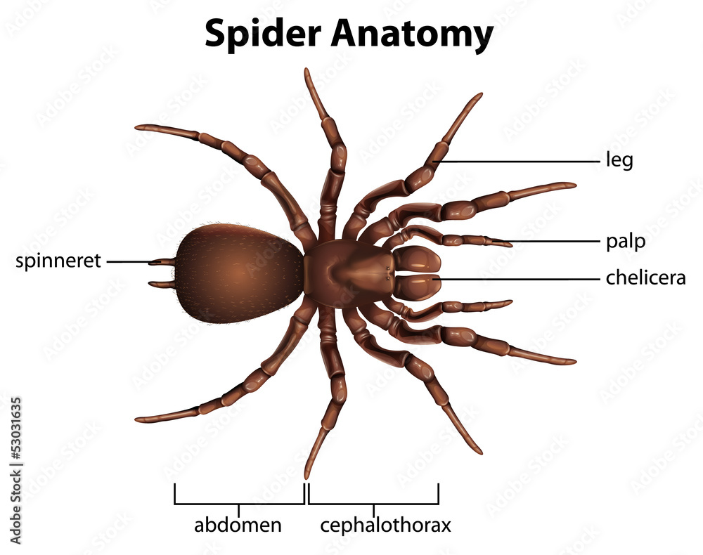 Tarantula Anatomy