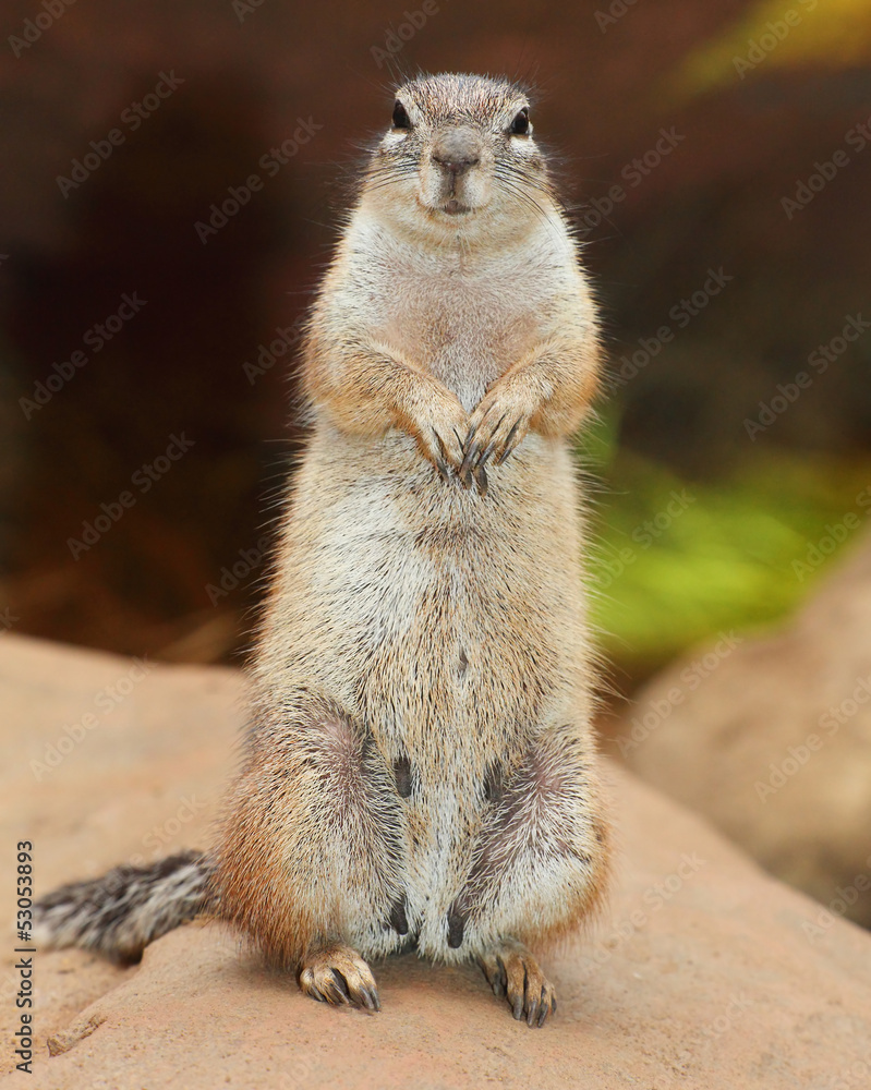 Are Prairie Dogs Related To Chipmunks