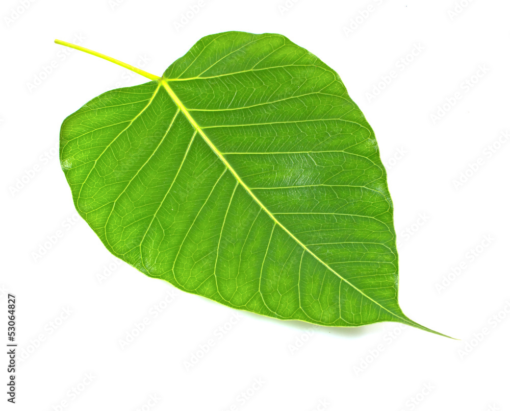 Green bodhi leaf vein on white background Stock Photo | Adobe Stock