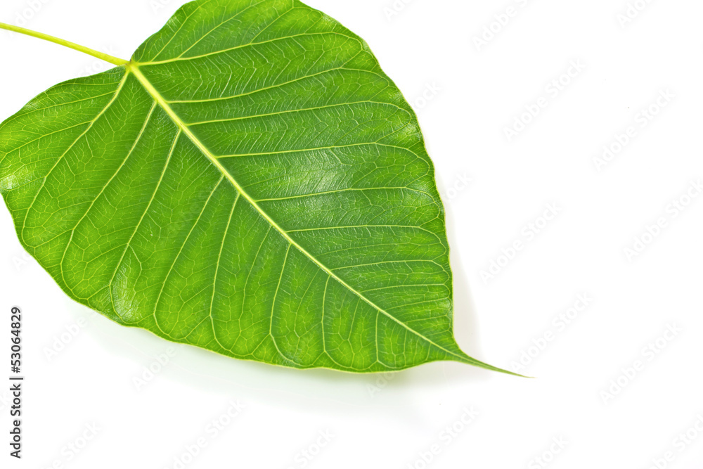 Green bodhi leaf vein on white background Stock Photo | Adobe Stock