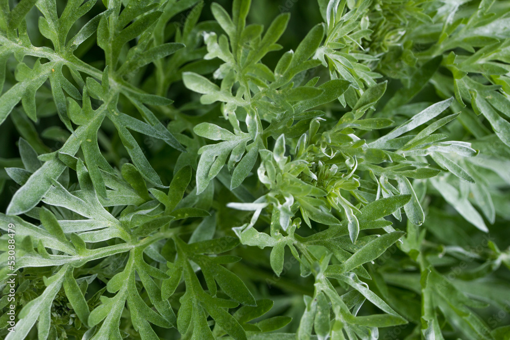 absinthe plants Stock Photo | Adobe Stock